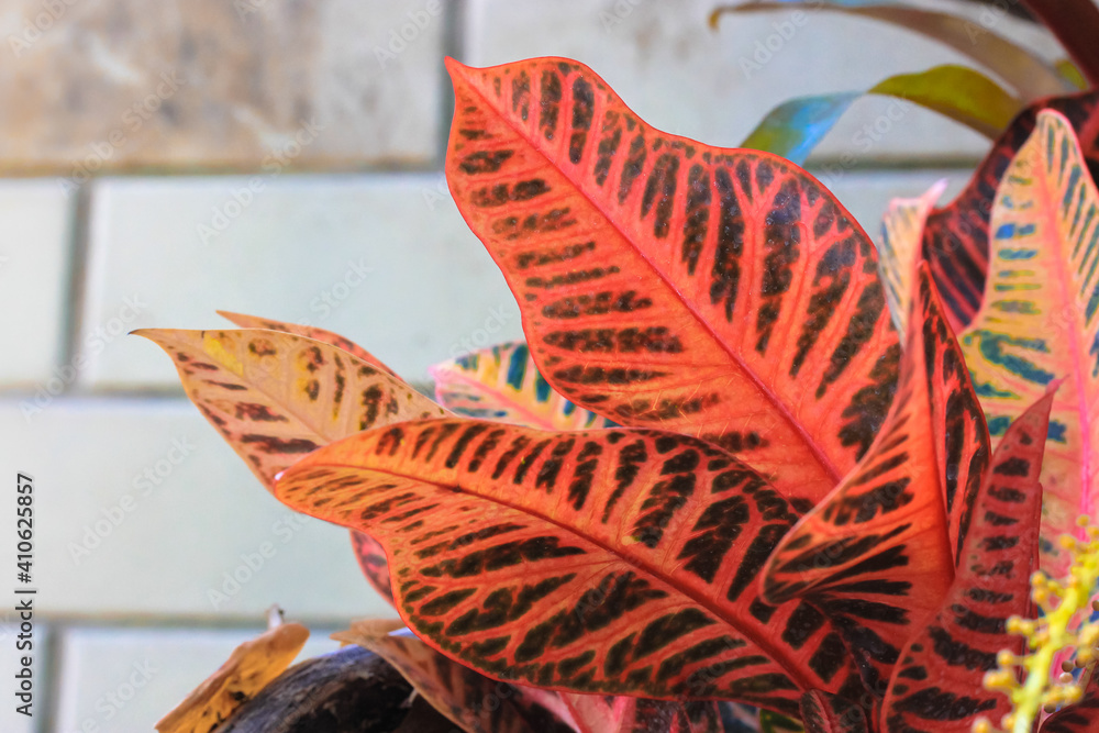 Codiaeum variegatum, garden croton or variegated croton. Croton red and ...