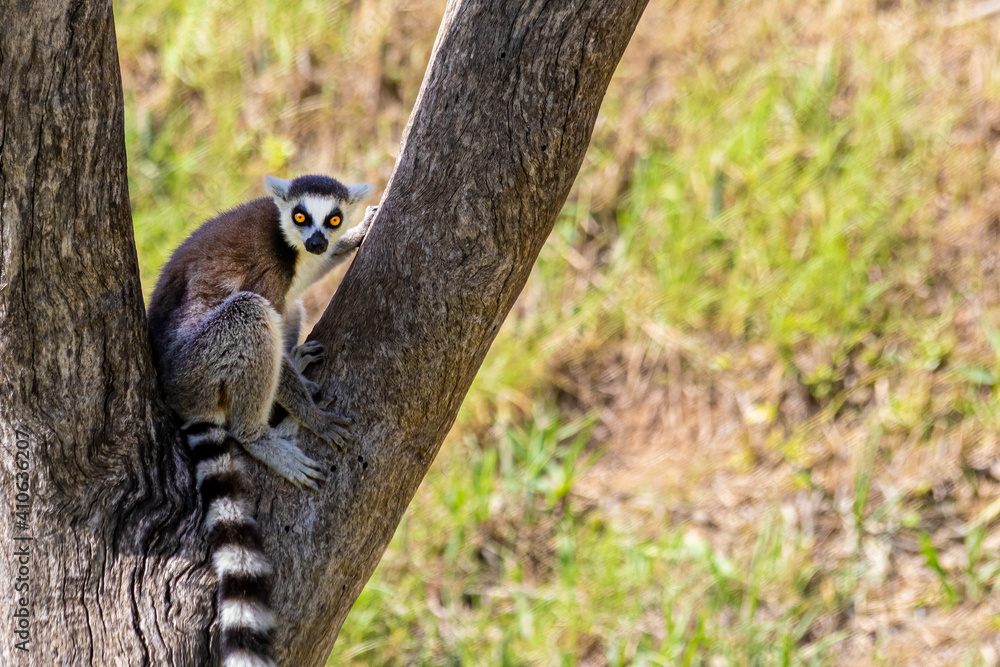 Arboreal Primates