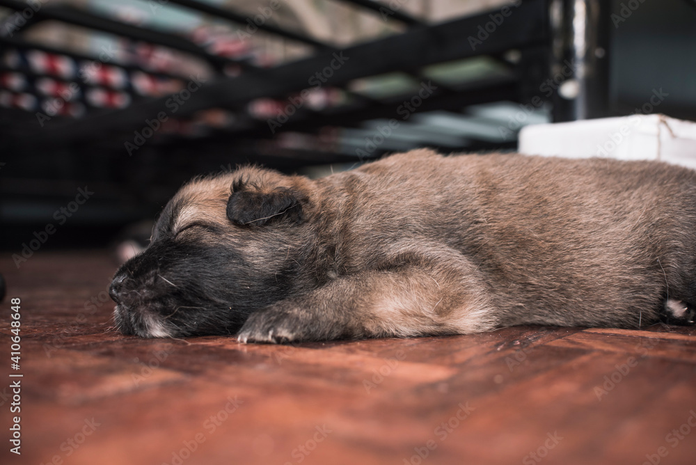 A 3 week old puppy full after breastfeeding lies on the floor below a ...