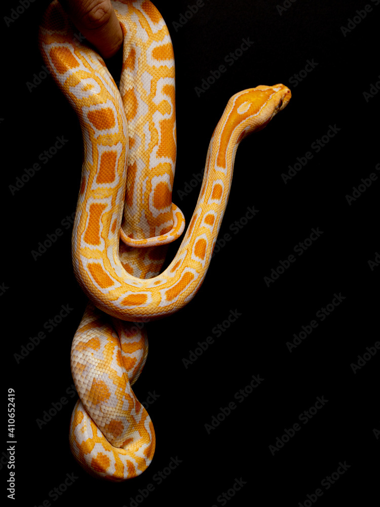Python molurus bivitattus is one of the largest species of snakes. It ...