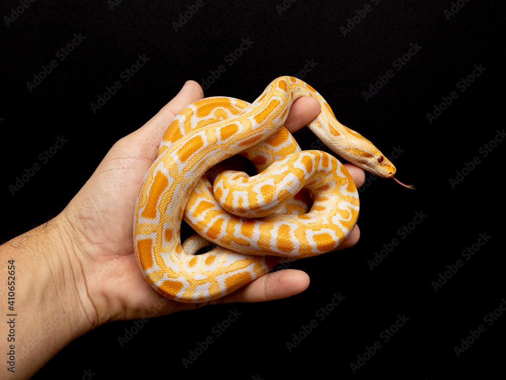 Python molurus bivitattus is one of the largest species of snakes. It ...