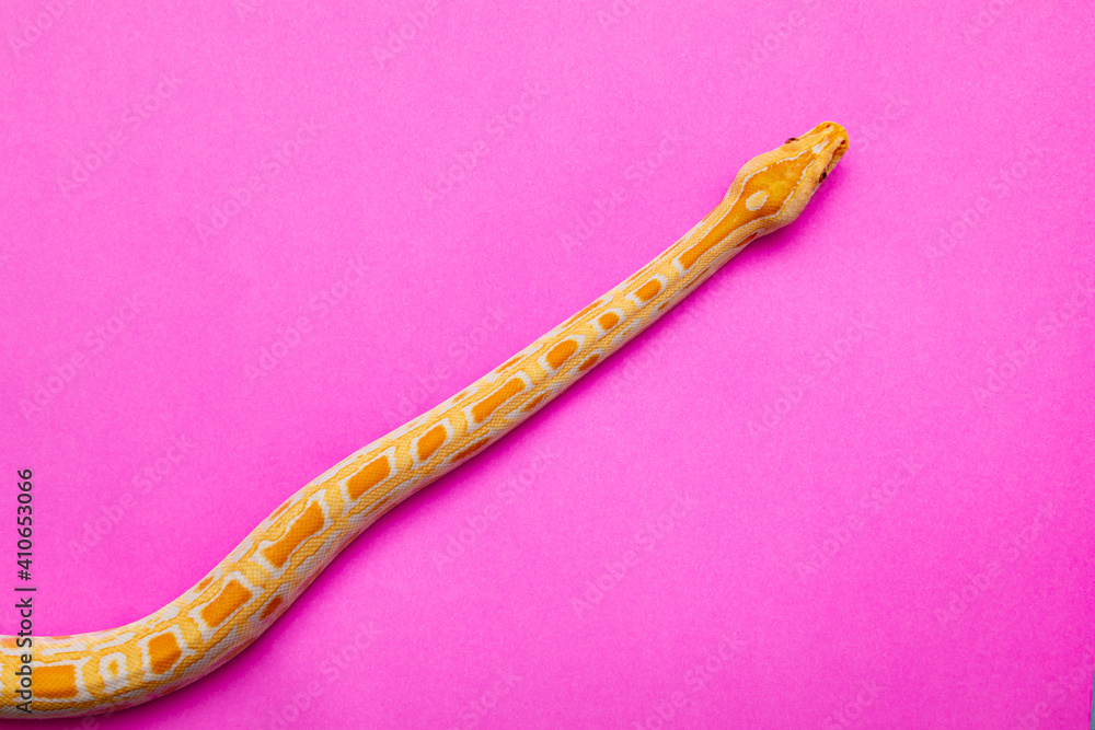 Python molurus bivitattus is one of the largest species of snakes. It ...