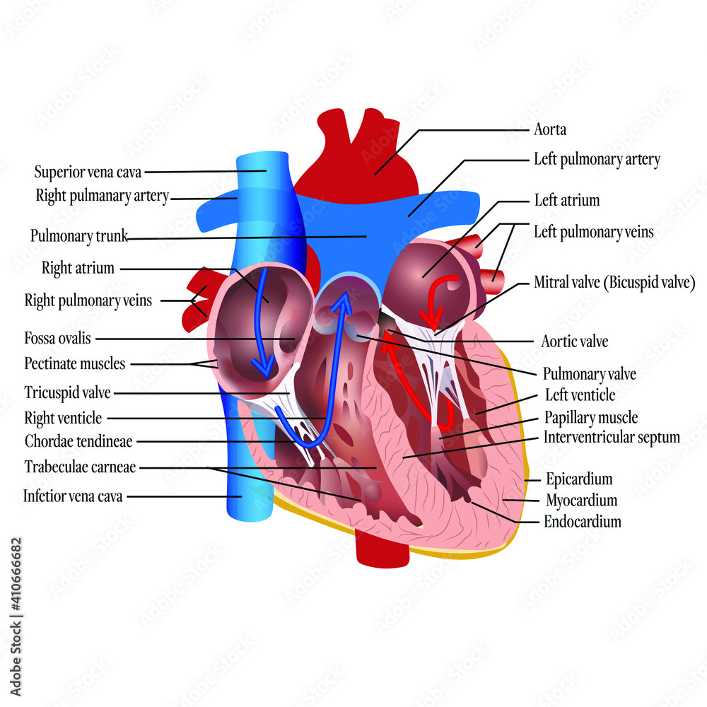 Anatomy Of The Human Heart Cross Sectional Diagram Of The Heart With