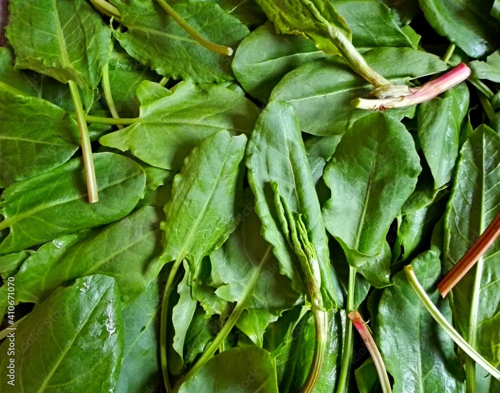 Fresh organic sorrel leaves pattern background for salad or soup. First ...