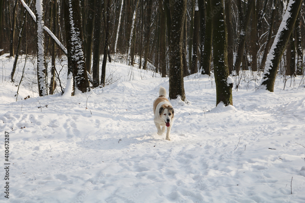 Fotografia do Stock: A large white red dog walks in the winter forest ...