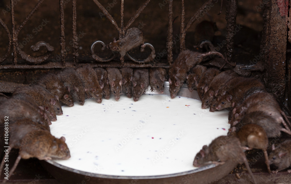 Holy rats drinking milk in the famous Indian Karni Mata temple ...