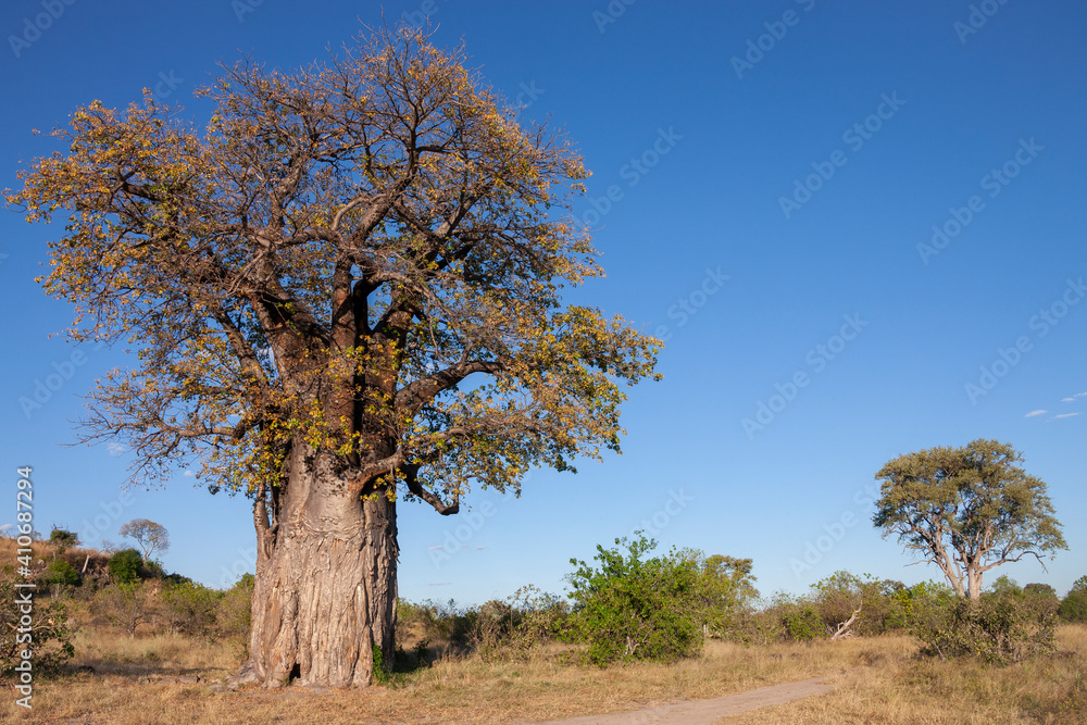 African Baobab Tree - Botswana Stock Photo | Adobe Stock