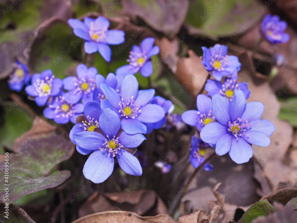 Violet Hepatica nobilis, first spring flowers in the blurred background ...