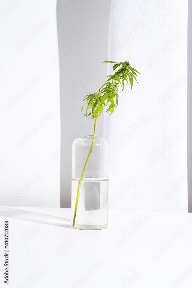 Small cannabis plant growing in a modern home. Cannabis plant growing ...