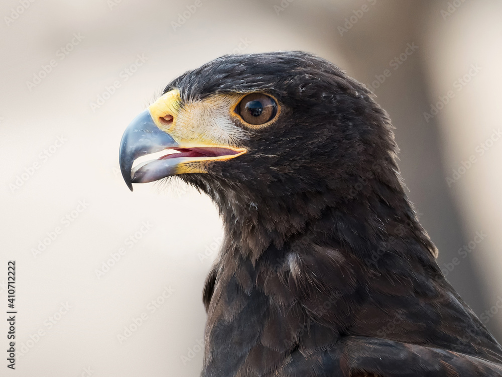 Cabeza de un halcón con plumaje de color negro y marrón y el pico medio ...