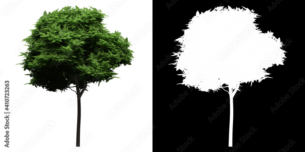 Front view of Catalpa Scop Tree. PNG with alpha channel to cutout. Made ...