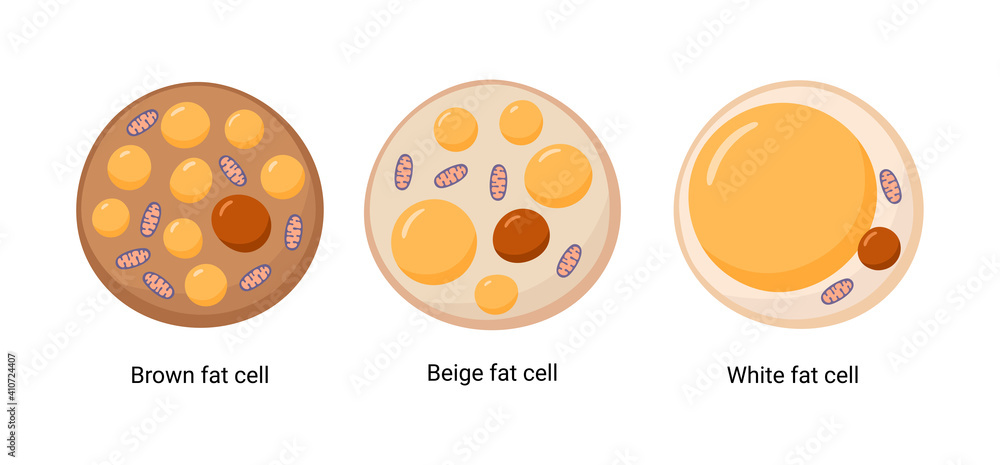 Vector set of brown, beige and white fat cells. Illustration of adipose ...