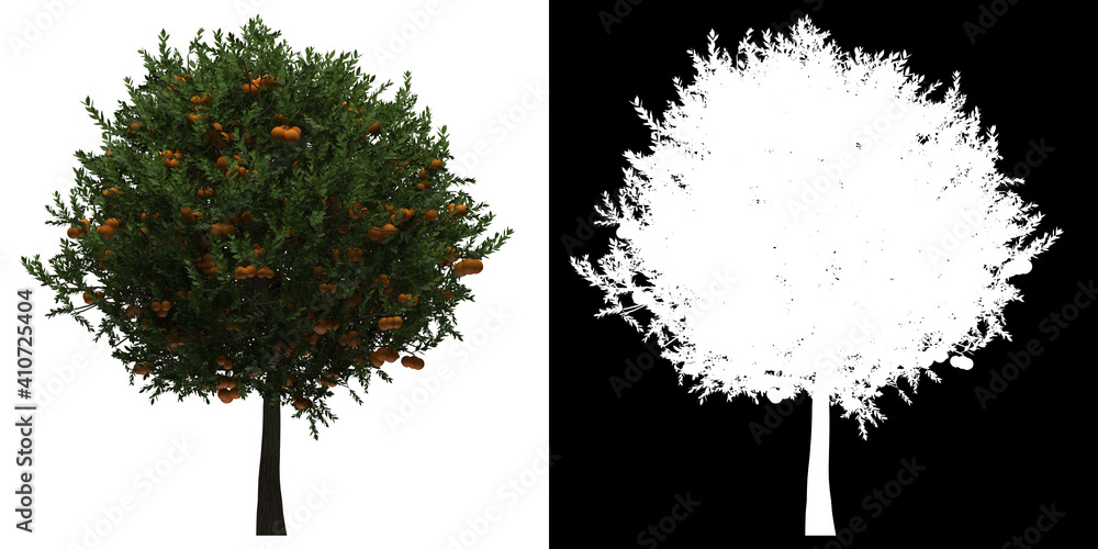 Left view of Generic Tree. PNG with alpha channel to cutout. Made from ...