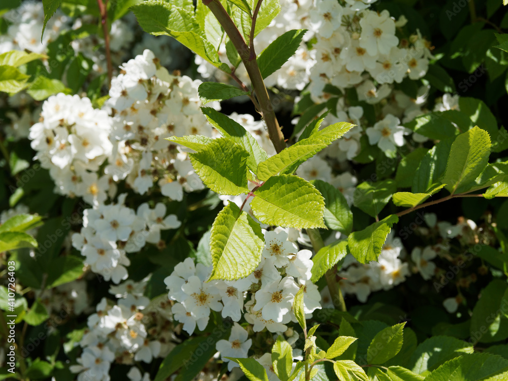 Rosa filipes ou henryi | Rosier grimpant à roses blanches simples ...