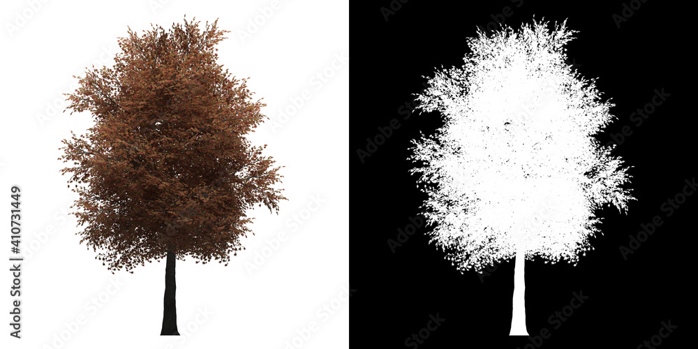 Sugar Maple Tree Silhouette