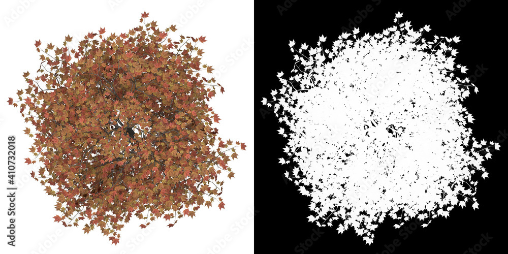 Top view of Sugar Maple Tree. PNG with alpha channel to cutout. Made ...