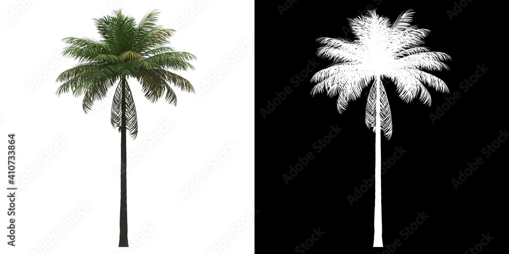 Left view of Bottle Palm Tree. PNG with alpha channel to cutout. Made ...