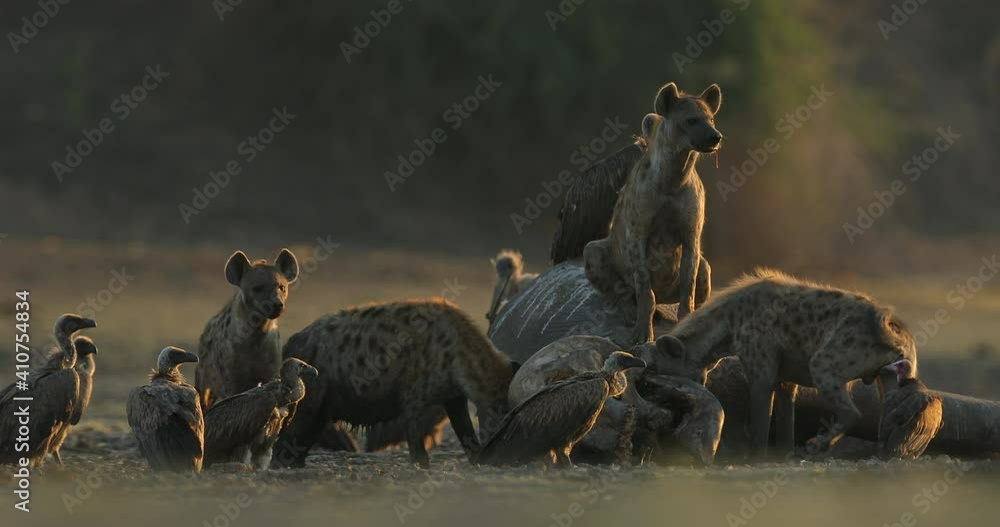 Africa wildlife. spotted hyena, Crocuta crocuta, pack with elephant ...