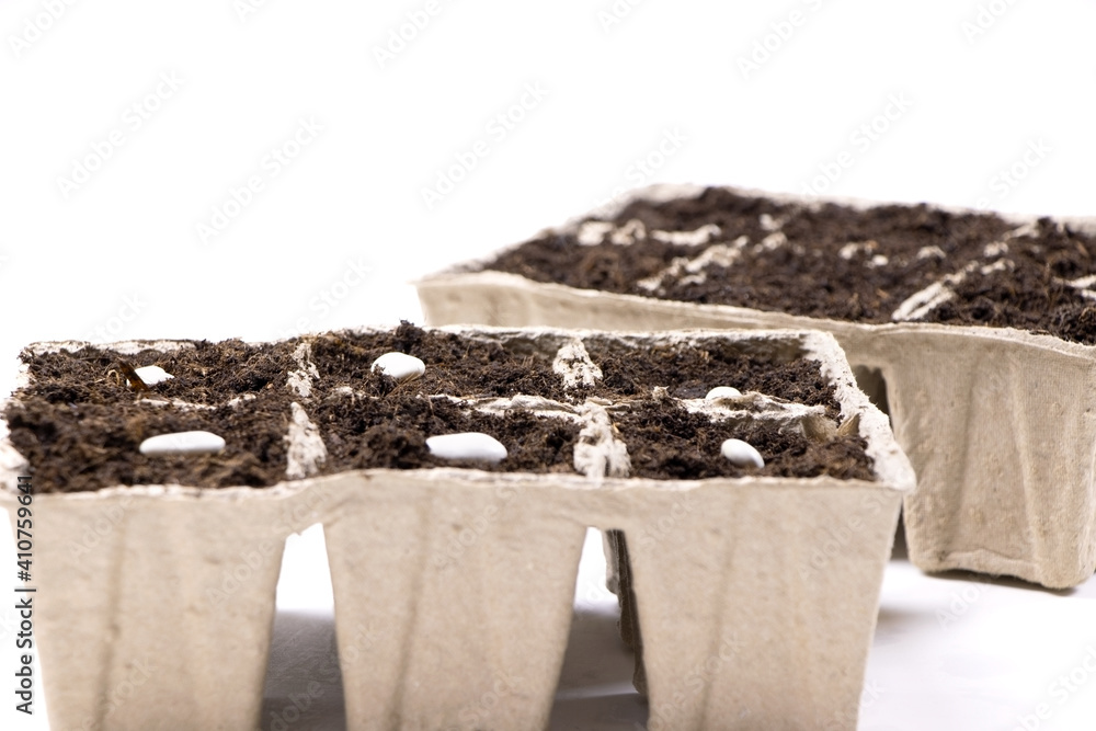 Seedlings in biodegradable pots isolated on a white background ...
