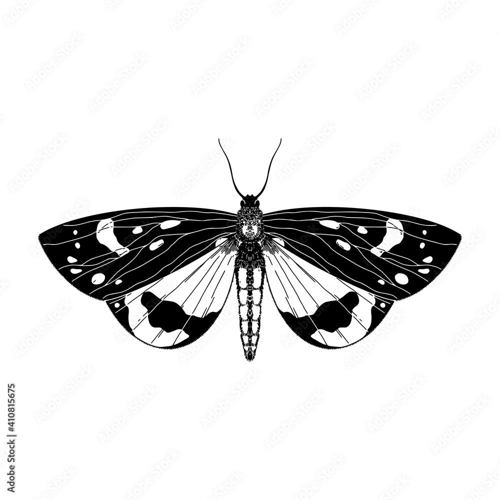 High detailed illustration tiger moth. Vector insect drawing on white ...