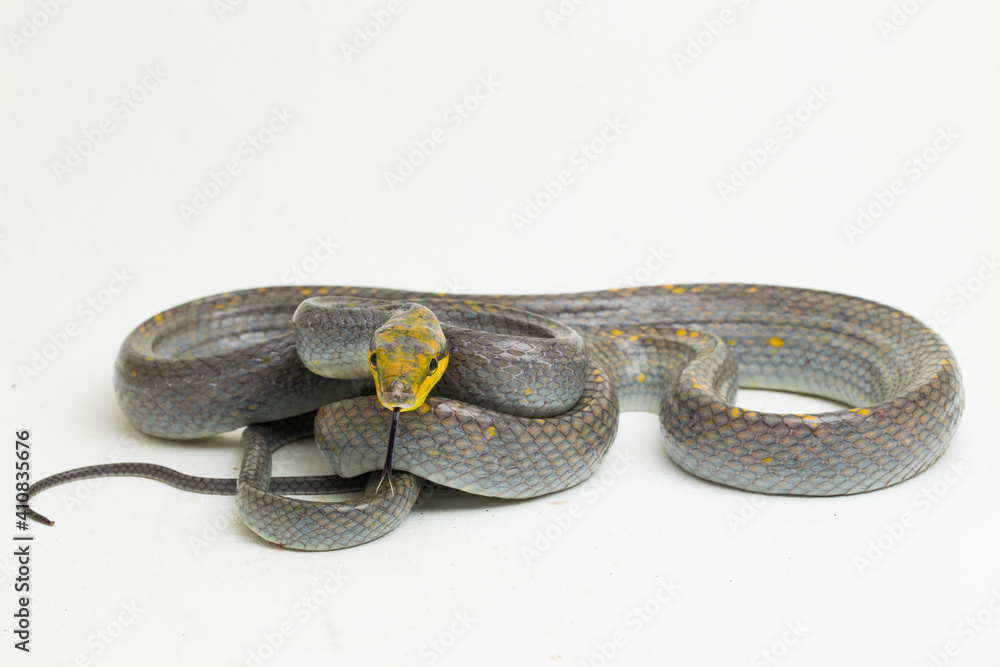 Gonyosoma oxycephalum, the arboreal ratsnake, the red-tailed green ...