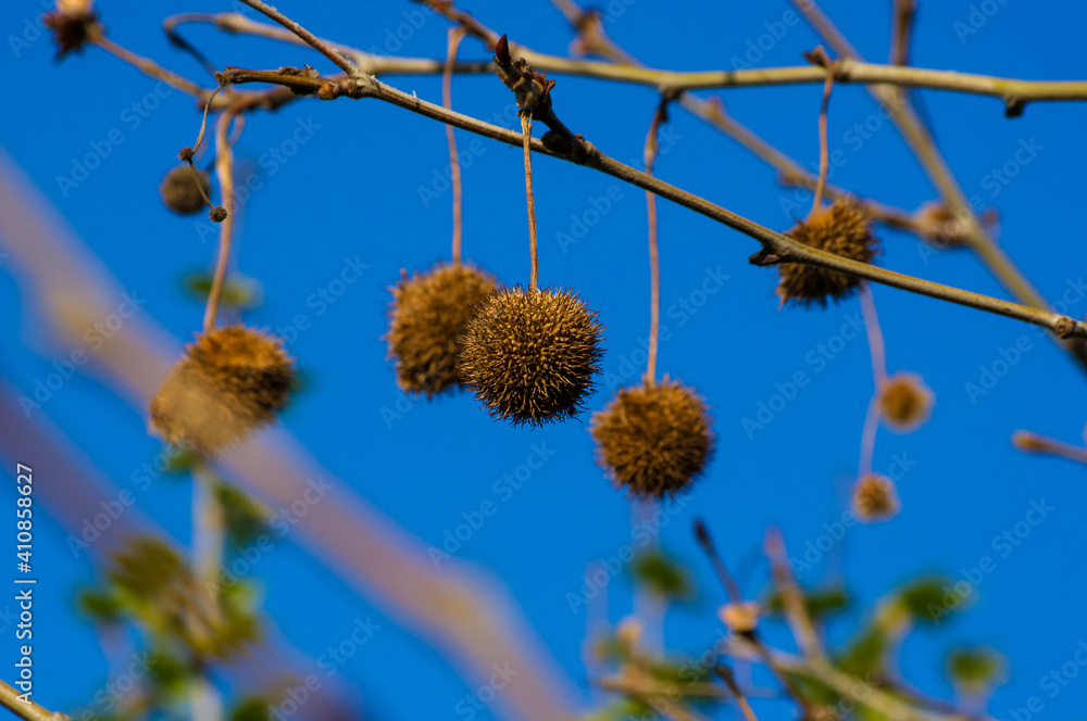 Fruits on the branches of a plane tree or platanus in the park, early ...