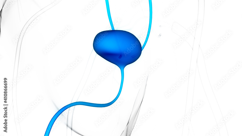 Human Urinary System Bladder Anatomy Stock Illustration | Adobe Stock