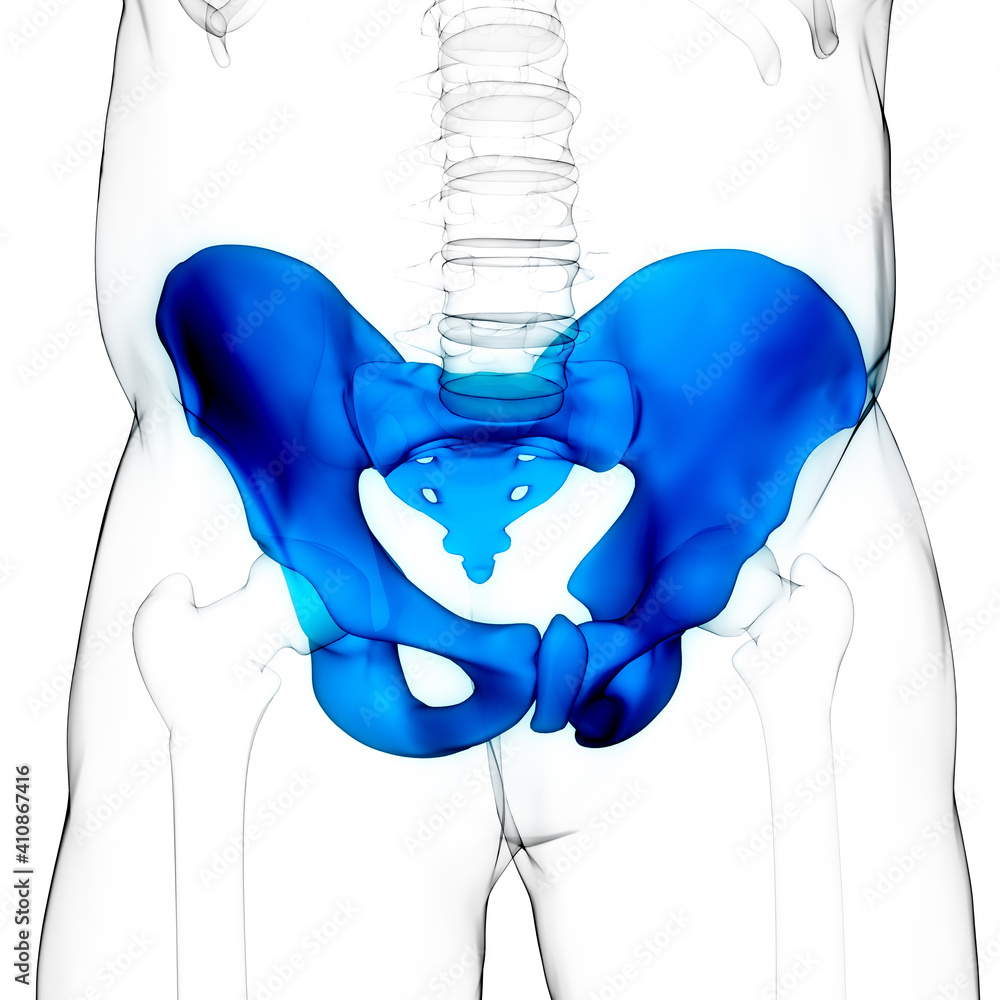 Human Skeleton System Pelvis Bone Joints Anatomy Stock Illustration ...