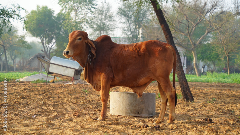 Indigenous Indian Gir cow Captured at agriculture farmland in the misty ...