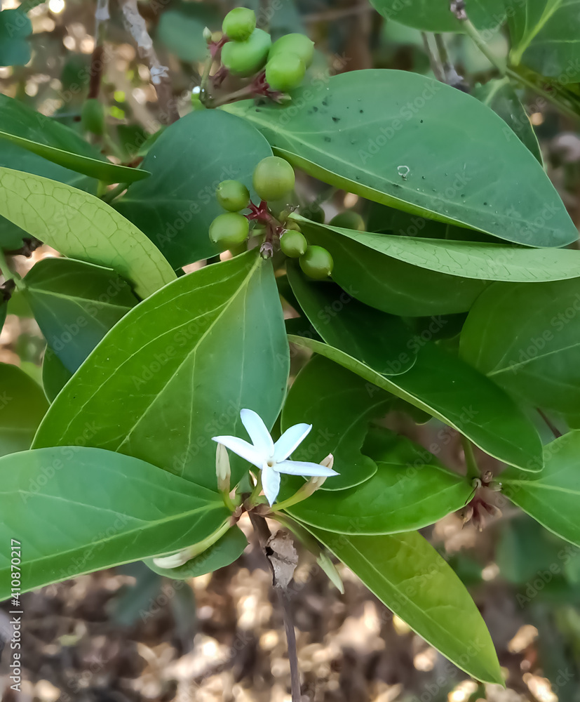 Karvand Wild Indian fruits Sour-sweet fruit Stock Photo | Adobe Stock