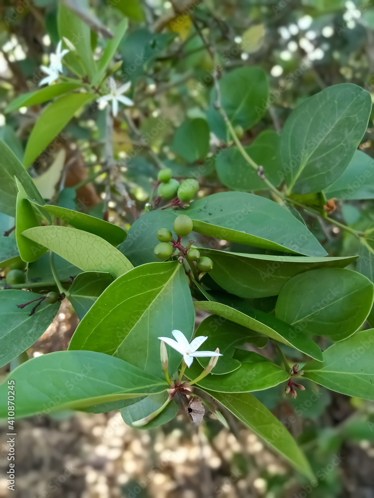 Karvand Wild Indian fruits Sour-sweet fruit Stock Photo | Adobe Stock