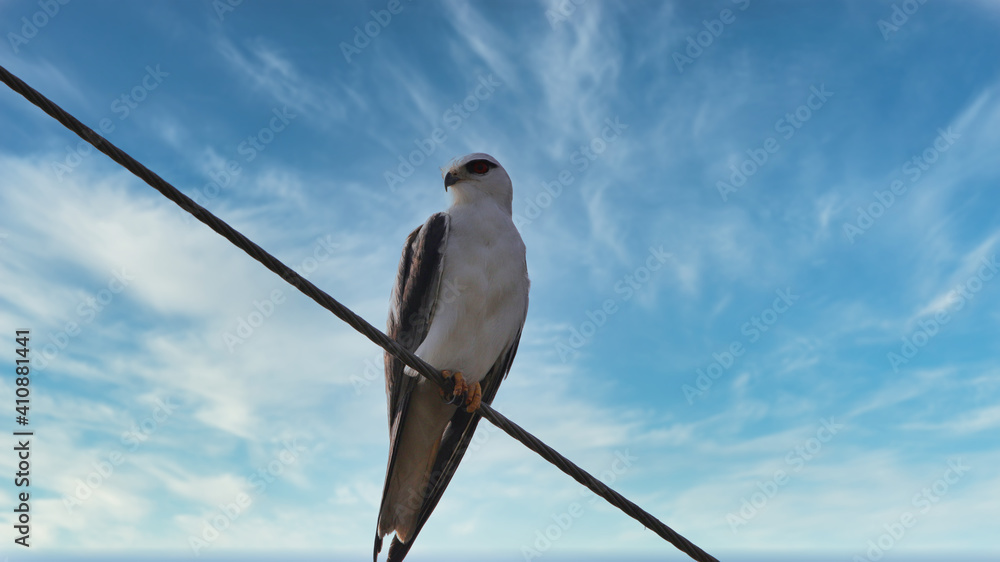 The black-shouldered kite (Elanus axillaris), also known as the ...