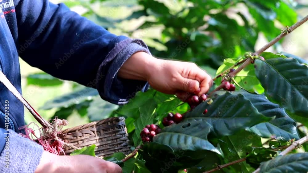 coffee beans Field Plantation hand picking in farm.harvesting Robusta ...
