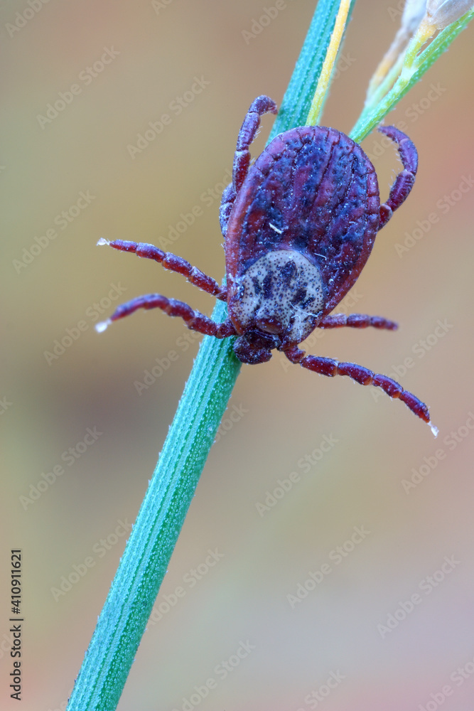 the tick sits on a stem of tall grass, waiting for its prey, actively ...