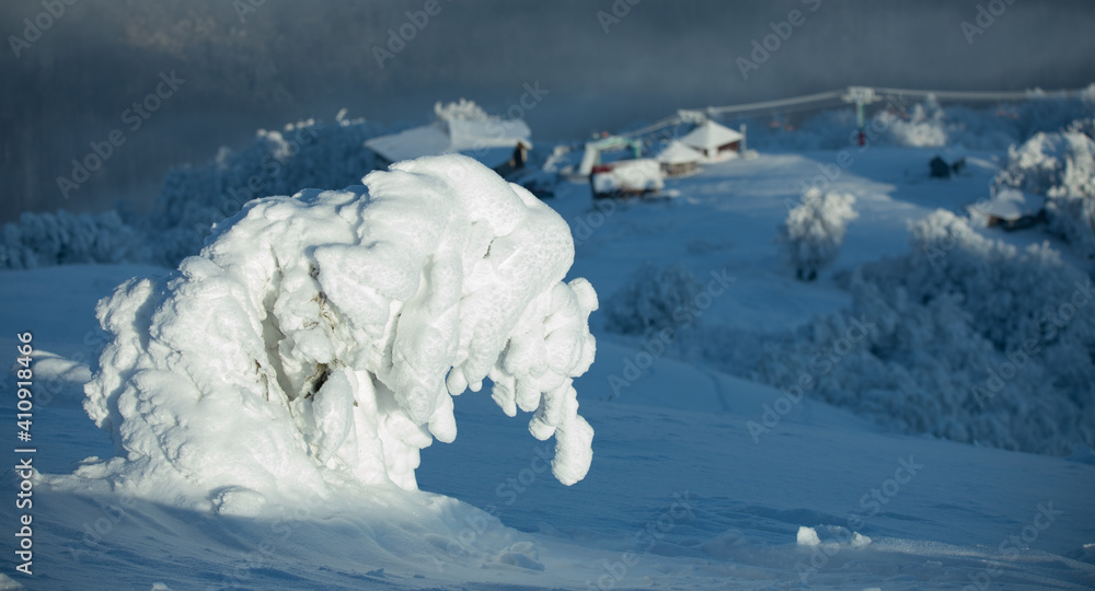Snow-covered tree in the mountains, in the shape of an elephant or a ...