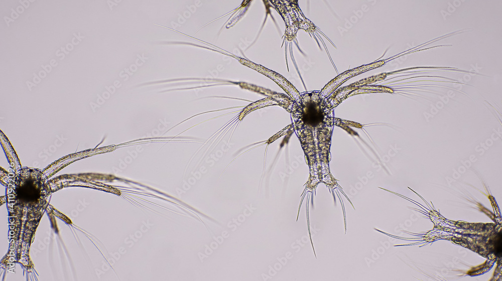 Closeup nauplius stage of vannamei shrimp in light microscope, Shrimp ...