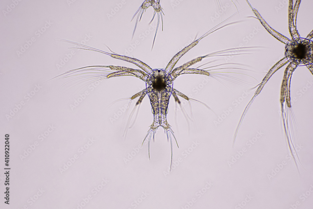 Closeup Nauplius Stage Of Vannamei Shrimp In Light Microscope Shrimp