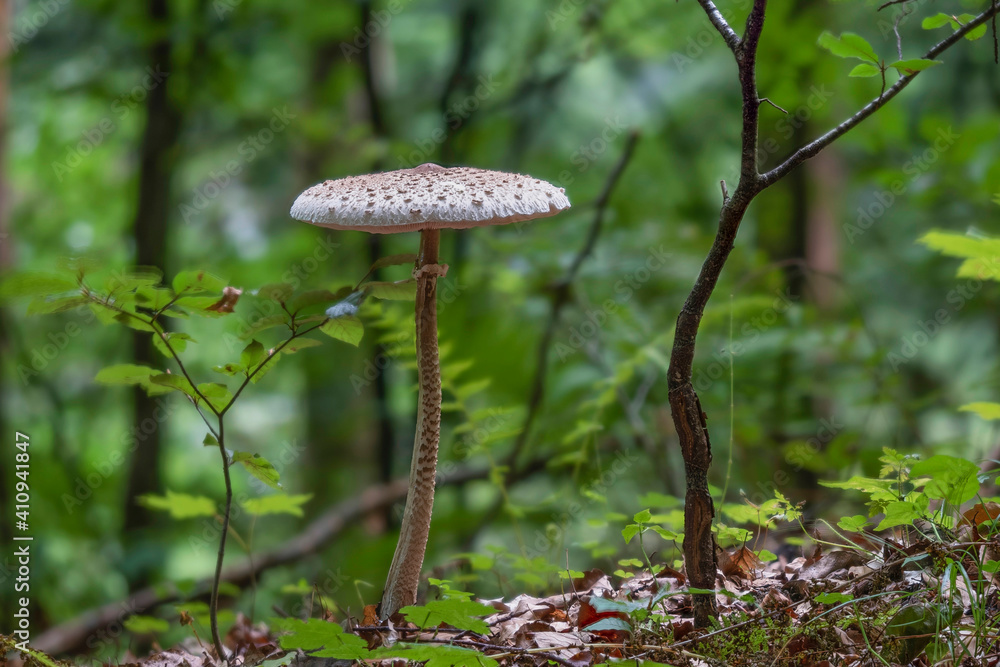 Macrolepiota procera, the parasol mushroom, is a basidiomycete fungus ...