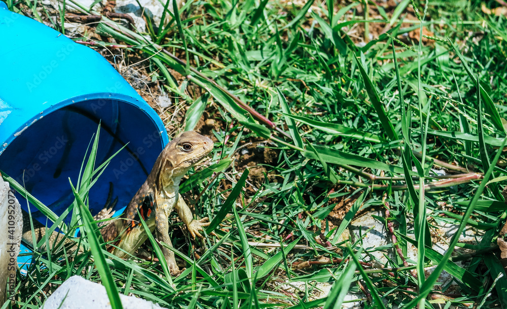 Butterfly lizards, Small-scaled lizards, Ground lizards, Butterfly ...