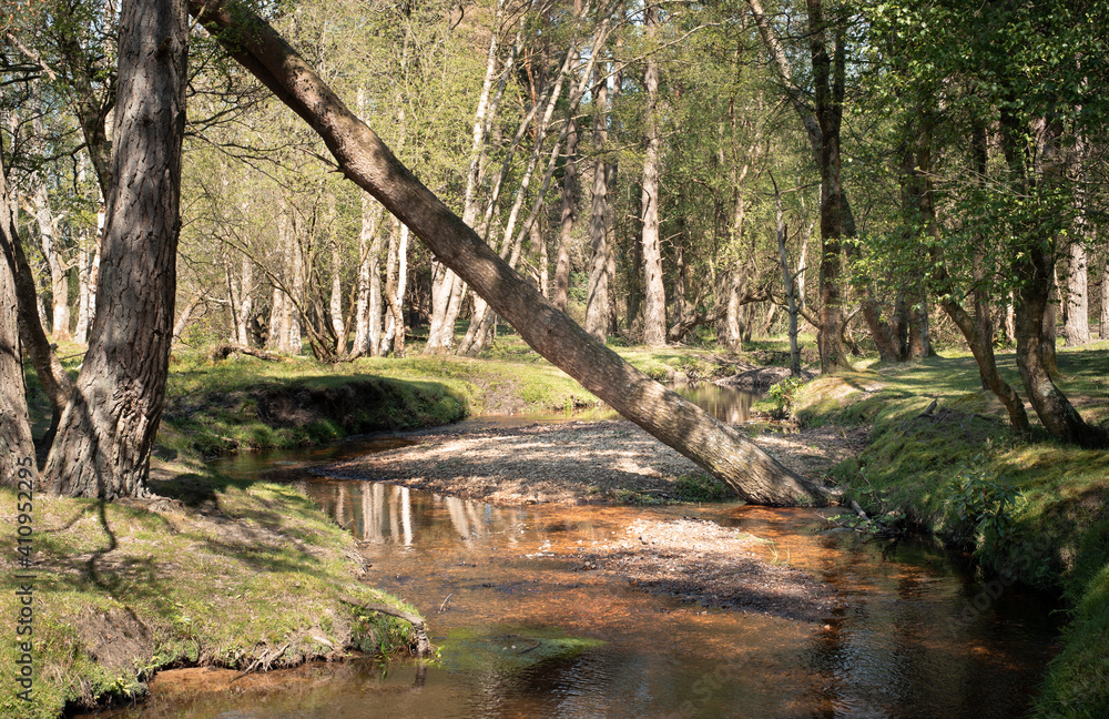 New Forest England, woodland scene with tree diagonally across stream ...