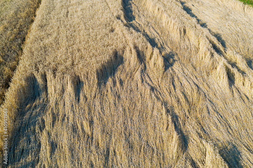 Losses in agriculture, aerial view of destroyed field of grain Stock ...