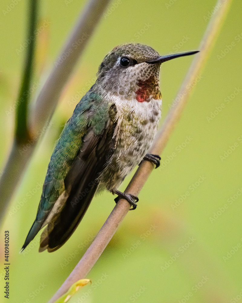 Annas Hummingbird standing on a diagonal branch showing its feet and ...