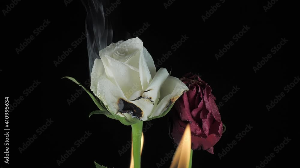 The petal of the white rose almost burning from the flame beside the ...