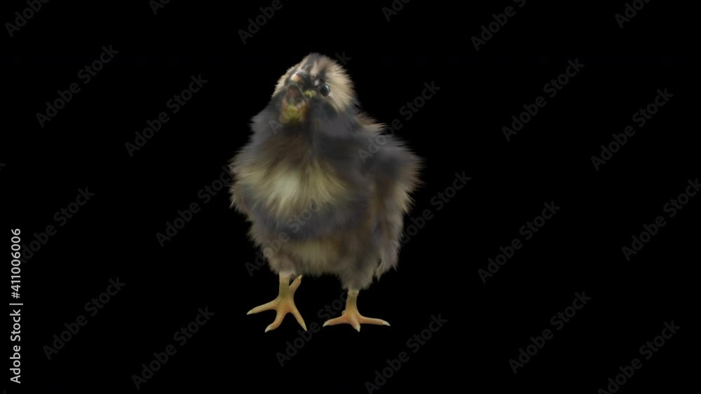 Baby Chickens Dance CG fur 3d rendering animal realistic composition 3d ...