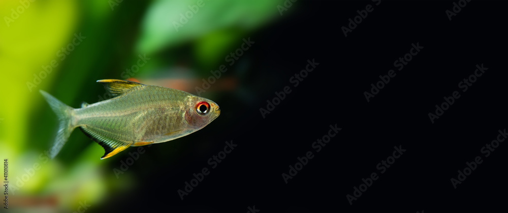 Freshwater tropical fish Lemon tetra Hyphessobrycon pulchripinnis close ...