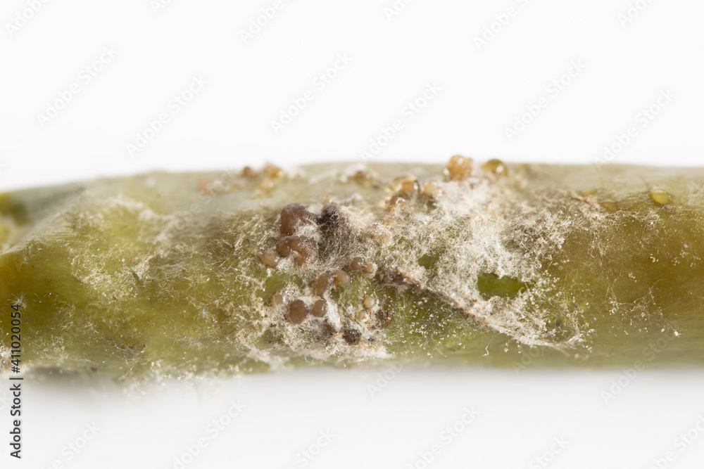 Closeup fungus Botrytis spp. conidium germinates attack green pepper ...