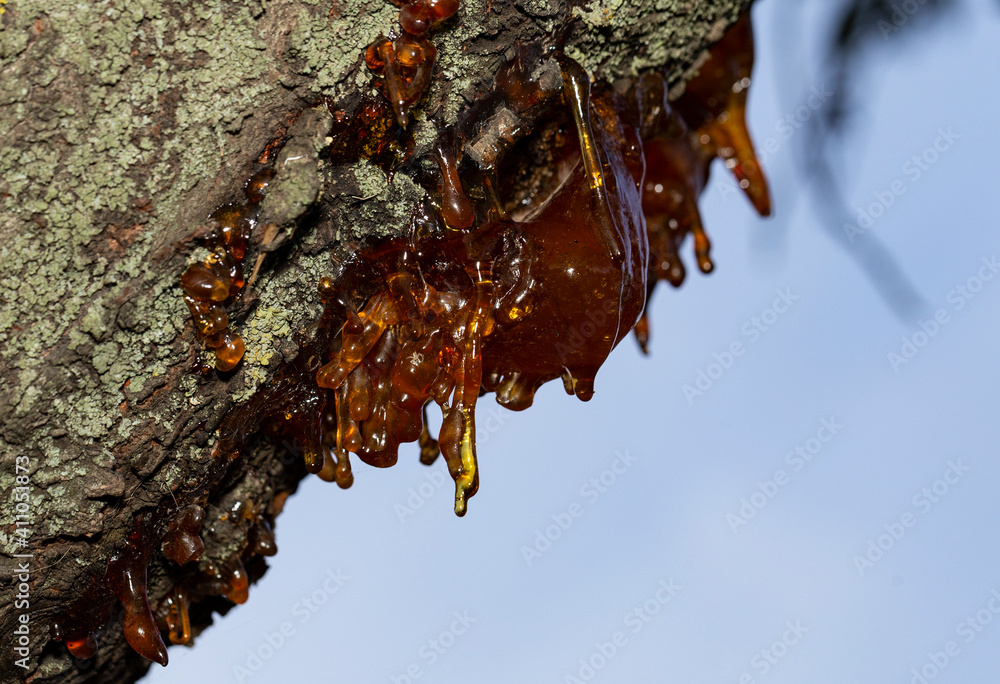 Formation of resin from the juice of a cherry tree.The tree was ...