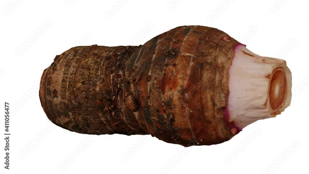 Realistic render of a spinning Taro (Gabi) Root on white background ...