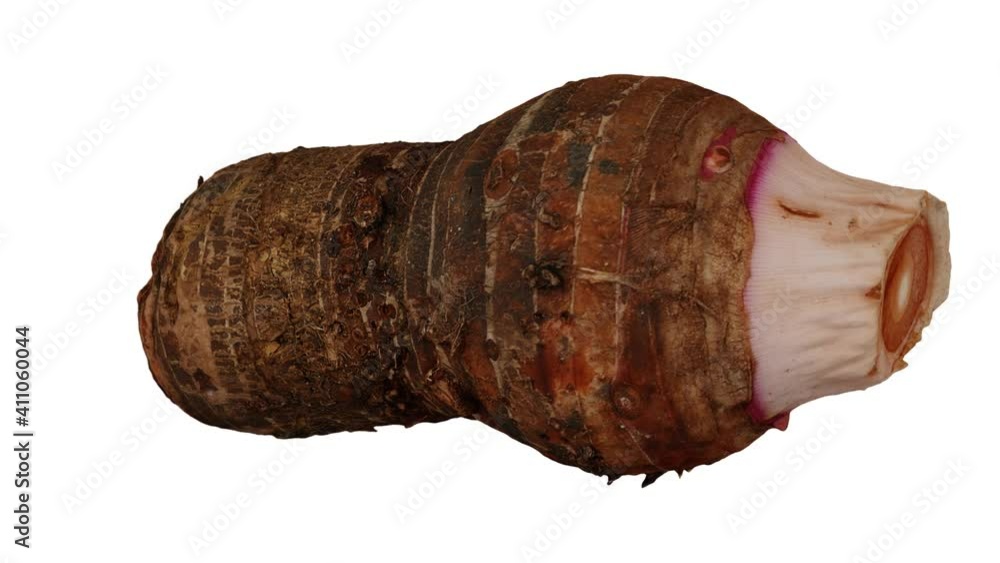 Realistic render of a rotating Taro (Gabi) Root on white background ...
