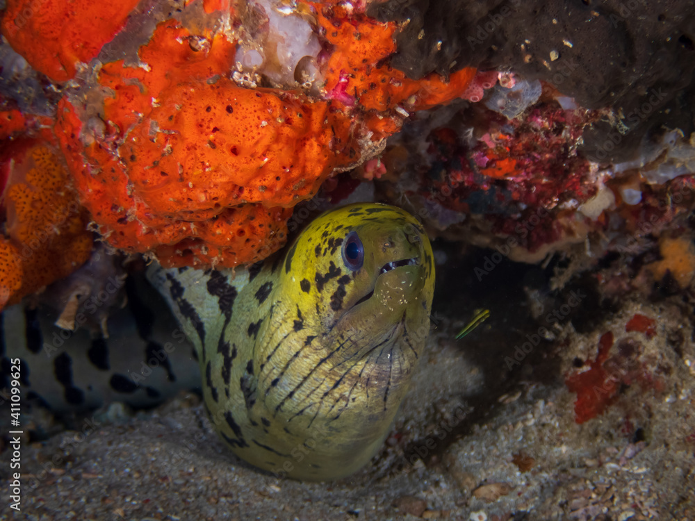 Fimbriated moray (Gymnothorax fimbriatus), also known as dark-spotted ...